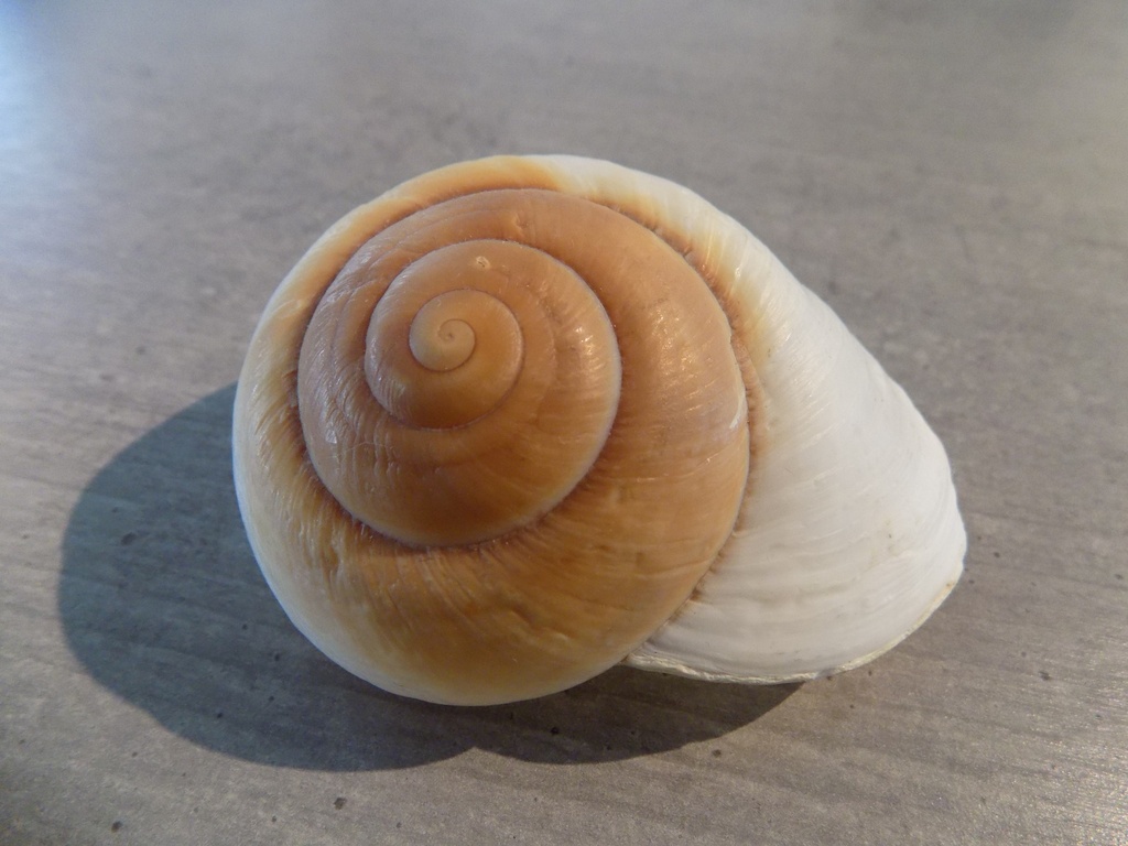 TERREST.CHRONIDAE LAMARKIELLA ZEUS | Nautilus 2