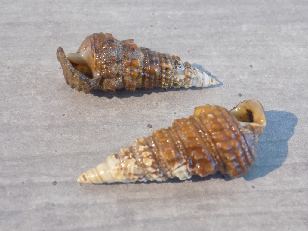 POTAMIDIDAE TYMPANOTONOS FUSCATUS f.RADULA lot 2u | Nautilus 2